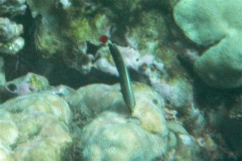 Psychedelic Wrasse Female 1 Tara Choate