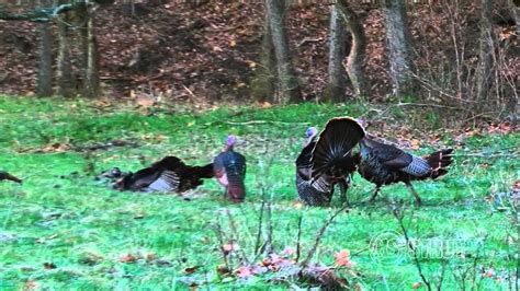 Turkey Hunting Decoys In Action Meet The Snoods Hunters Specialties