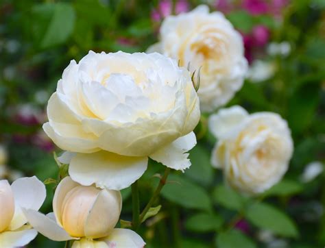 Gardenstory