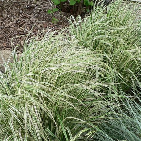 Grass Feather Reed Overdam Calamagrostis Acutiflora The Greenhouse