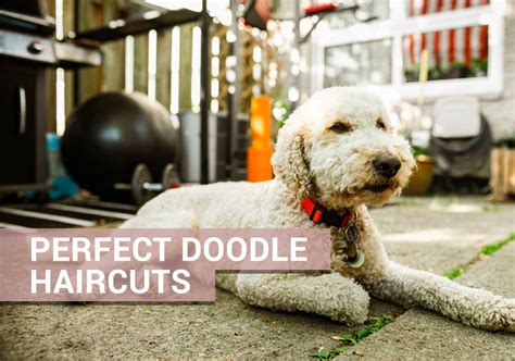 Get That Perfect Doodle Haircut From The Groomers Every Time Our Cavapoo