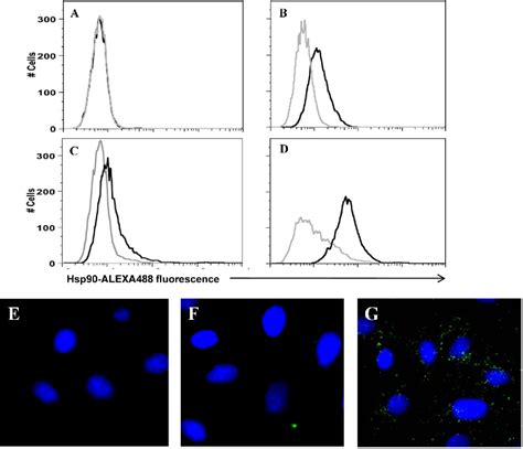 Figure 1 From Extracellular Hsp90 Serves As A Co Factor For MAPK Activation And Latent Viral