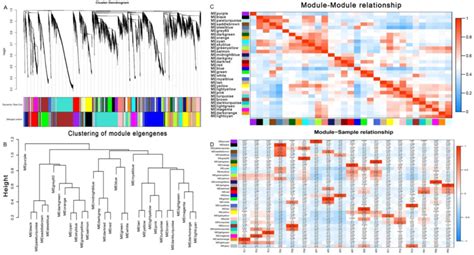 weighted gene correlation network analysis wgcna and module