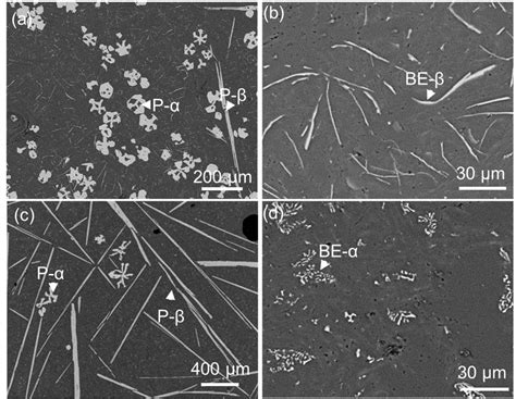 Sem Bse Images Showing The As Cast Microstructure Of