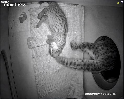 臺北市立動物園 新聞稿 虎年正港「虎」寶寶〜石虎「平平」再當媽