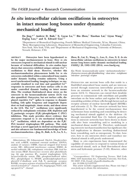 Pdf In Situ Intracellular Calcium Oscillations In Osteocytes In Intact Mouse Long Bones Under
