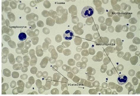 A P II Lab Practical Flashcards Quizlet