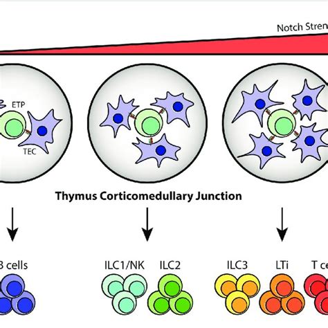 A New Model For Layered Ontogeny Of Ilc2s Along With Fetal And