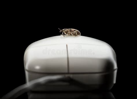 Bug And Computer Mouse Stock Photo Image Of Mouse Corrupt