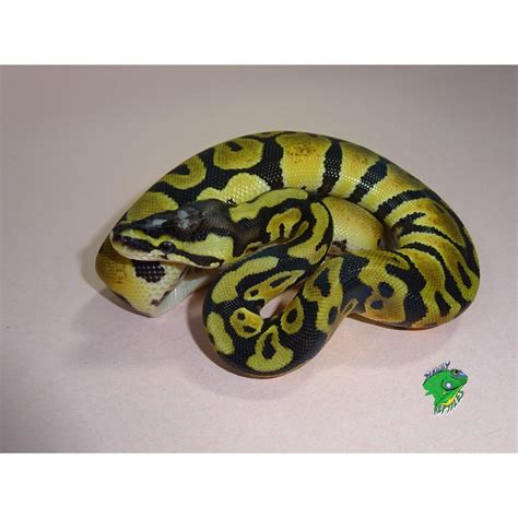 Scaleless Burmese Python
