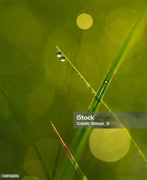 잔디 및 Dew 방울 0명에 대한 스톡 사진 및 기타 이미지 0명 2015년 기후 묘사 Istock