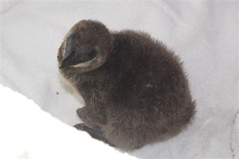 25 African Penguin Chicks Rescued From Scary Coastal Storm