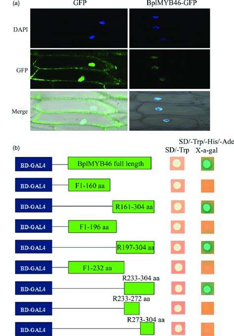 Subcellular Localization And Transactivation Assay Of Bplmyb46 A The