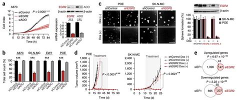 Chimeric Ewsr1 Fli1 Regulates The Ewing Sarcoma Susceptibility Gene