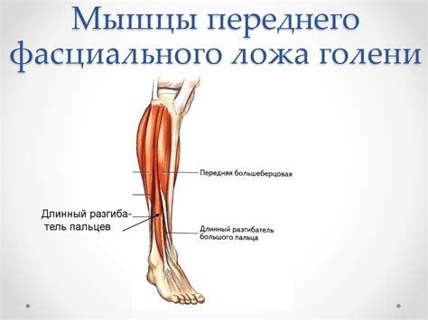 Апоневрозы нижних конечностей презентация онлайн