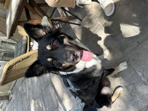 Добро момиче си търси дом Кучета Обяви за осиновяване