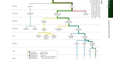 Class Stuff Anth 2010 Primate Taxonomy