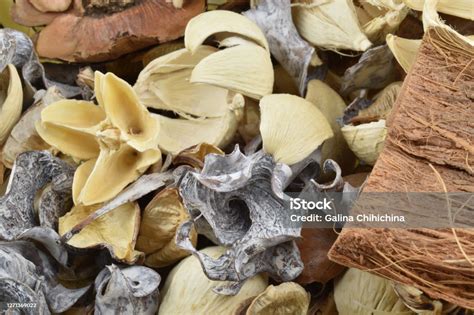 향기로운 말린 꽃 식물 부품 및 코코넛 코이르 추상적 인 배경 벽지 또는 텍스처에 대한 매크로 사진 0명에 대한 스톡 사진 및 기타 이미지 Istock