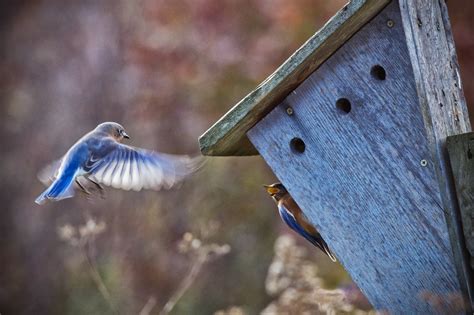 Feather Tailed Stories Eastern Bluebird Havenwoods State Forest