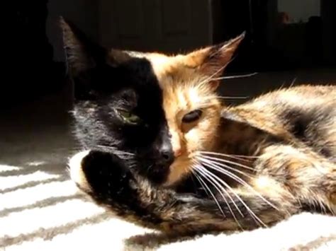 Two Faced Chimera Cat Becomes An Online Star Fun News Digital Spy