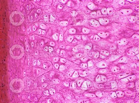 Hyaline Cartilage Histology Slides Health Science Phy