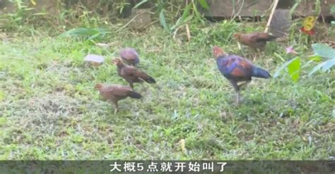 组屋区每天鸡啼声扰人清梦 公园局：过去两年接逾千起投诉 狮城新闻 新加坡新闻