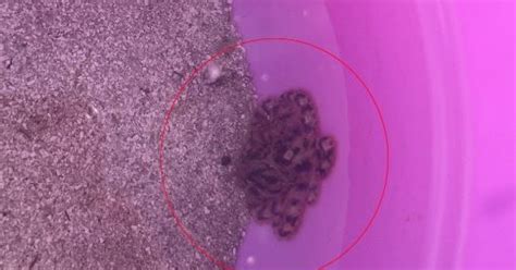 청산가리 10배 독성 제주 해변서 파란고리문어 발견