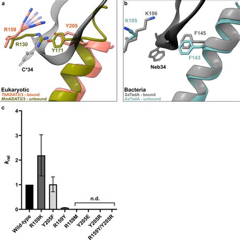 The Trna Anticodon Loop Passes Through A Molecular Ry Gate In Adat2 A