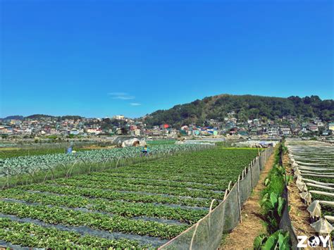 La Trinidad Strawberry Farm Pick Fresh Strawberries And Buy Strawberry