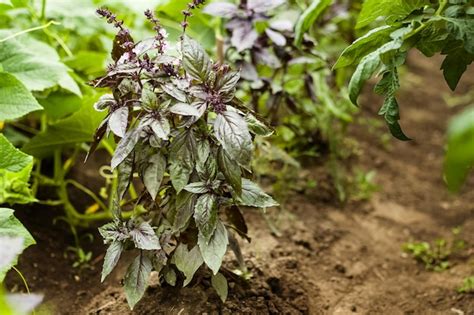 Manjericão na cama do jardim um jovem arbusto de manjericão roxo cresce lá fora no jardim