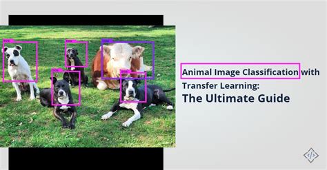 Ultimate Guide For Image Classification With Transfer Learning