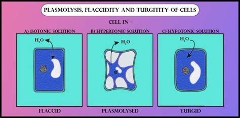 In A Plasmolyzed Cell The Space Between The Cell Wall And Plasma