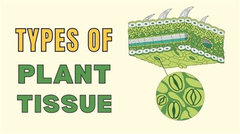 Plant Tissue 101 Types And Functions Earth How