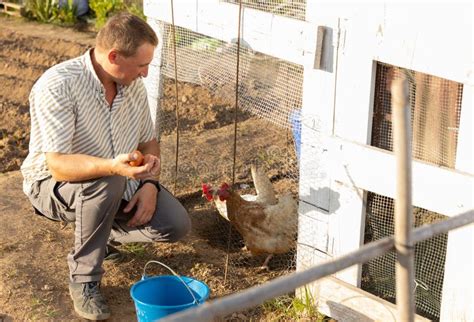 Man Collecting Eggs Of Laying Hens In Aviary In Backyard Of Country