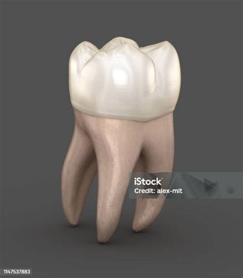 치과 해부학첫 번째 상 악 몰 치아 의학적으로 정확한 치과 3d 그림 0명에 대한 스톡 사진 및 기타 이미지 0명 구강 둥근 돌출부 Istock