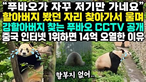 푸바오가 자꾸 저기만 가네요”할아버지 봤던 자리 찾아가서 울며강할아버지 찾는 푸바오 Cctv 공개중국 인터넷 1위하면 14억 오열한 이유 Youtube