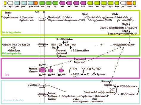 Schematic Presentation Of Phosphotransferase System Catalyzed Sugar Download Scientific Diagram
