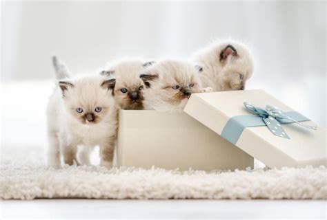 5 Adorable Teacup Kittens That Will Melt Your Heart