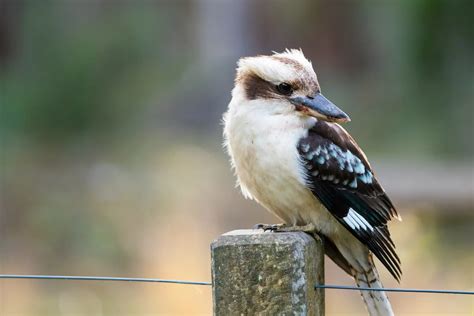 Kookaburras Genus Dacelo Information Earth Life