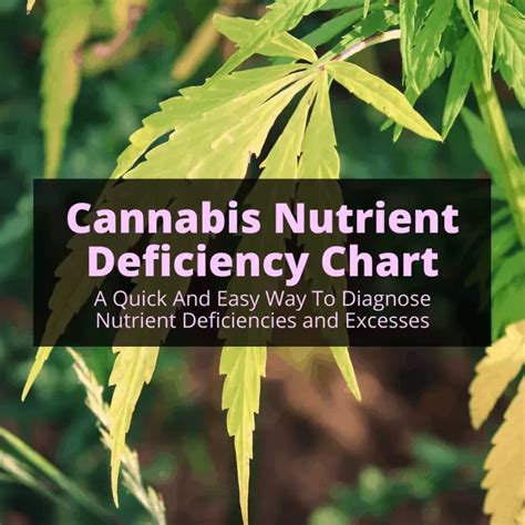 Cannabis Nutrient Deficiency Chart A Simple Way To Diagnose Problems Artofit