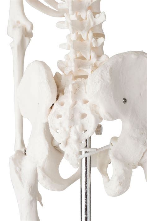 Small Skeleton 85 Cm Eanatomi