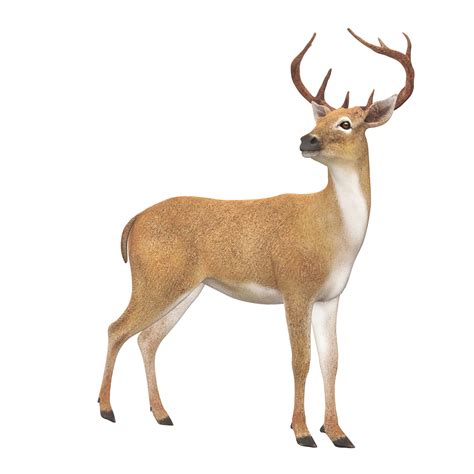 3d Disegno Di Un Cervo Immagine Gratis Public Domain Pictures
