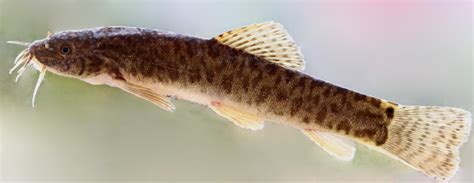 Live Individual Of Paracanthocobitis Putaoensis From A Small Stream On