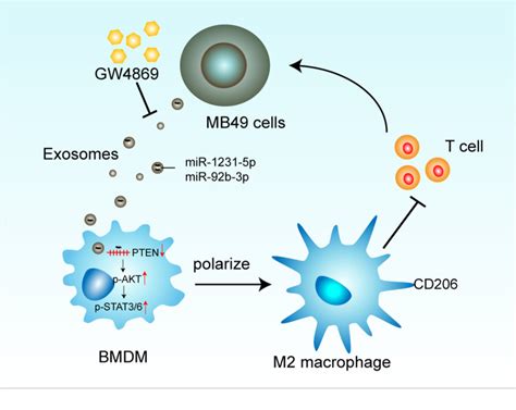 Cancer Derived Exosomes Induce Macrophages Immunosuppressive