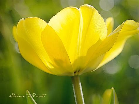 635 Best Blumenbilder Images On Pinterest Art Print Bulb And Bulbs