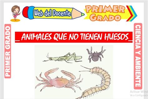 Animales Que No Tienen Huesos Para Primer Grado De Primaria