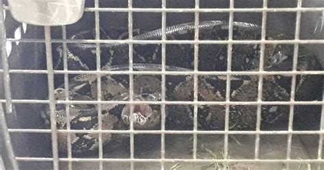 Capturan Boa De Casi Dos Metros En Tampico Expreso De Tamaulipas