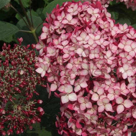Magical® Ruby Red Hydrangea Plant Addicts