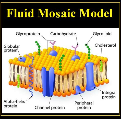 Fluid Mosaic Model Cholesterol