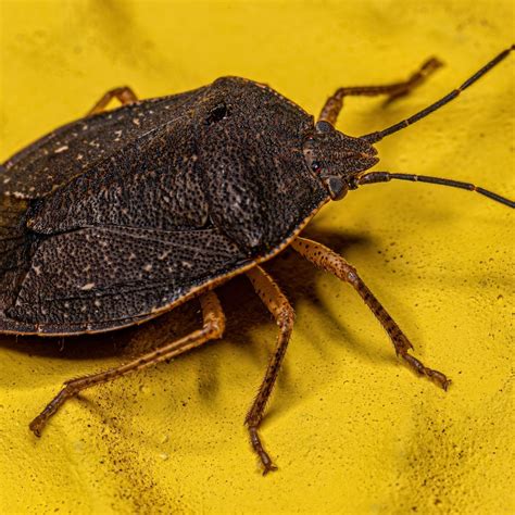 Stink Bugs In The Midwest Area A Comprehensive Guide Stl Pest Control